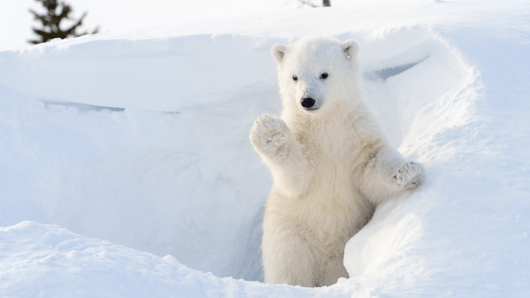 What a jawbone reveals about polar bear evolution | Popular Science