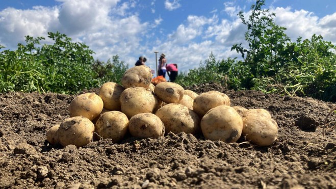 How crop science is transforming the humble potato | Popular Science