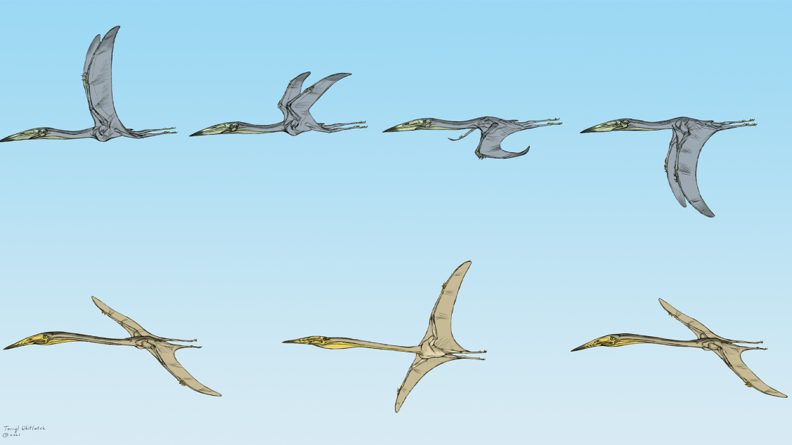 'Remarkable' fossils offer clues to perplexing pterosaur question ...
