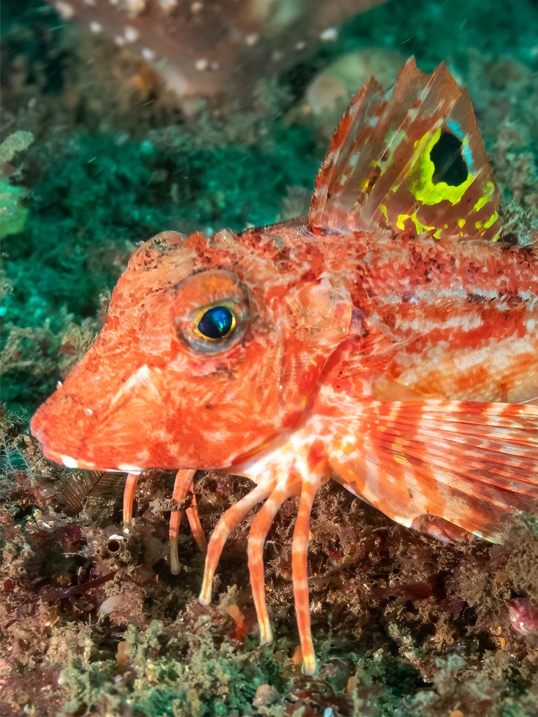 This fish has 6 legs that act like tongues | Popular Science