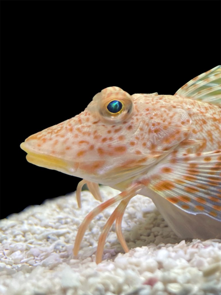 This fish has 6 legs that act like tongues | Popular Science