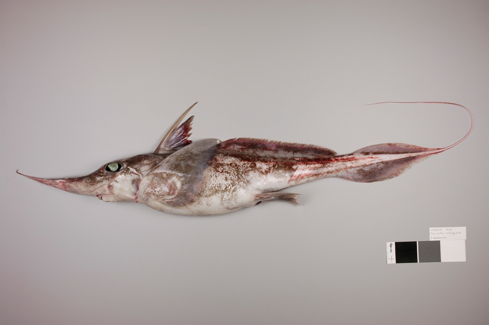 Boo! New species of ghost shark uncovered in New Zealand | Popular Science