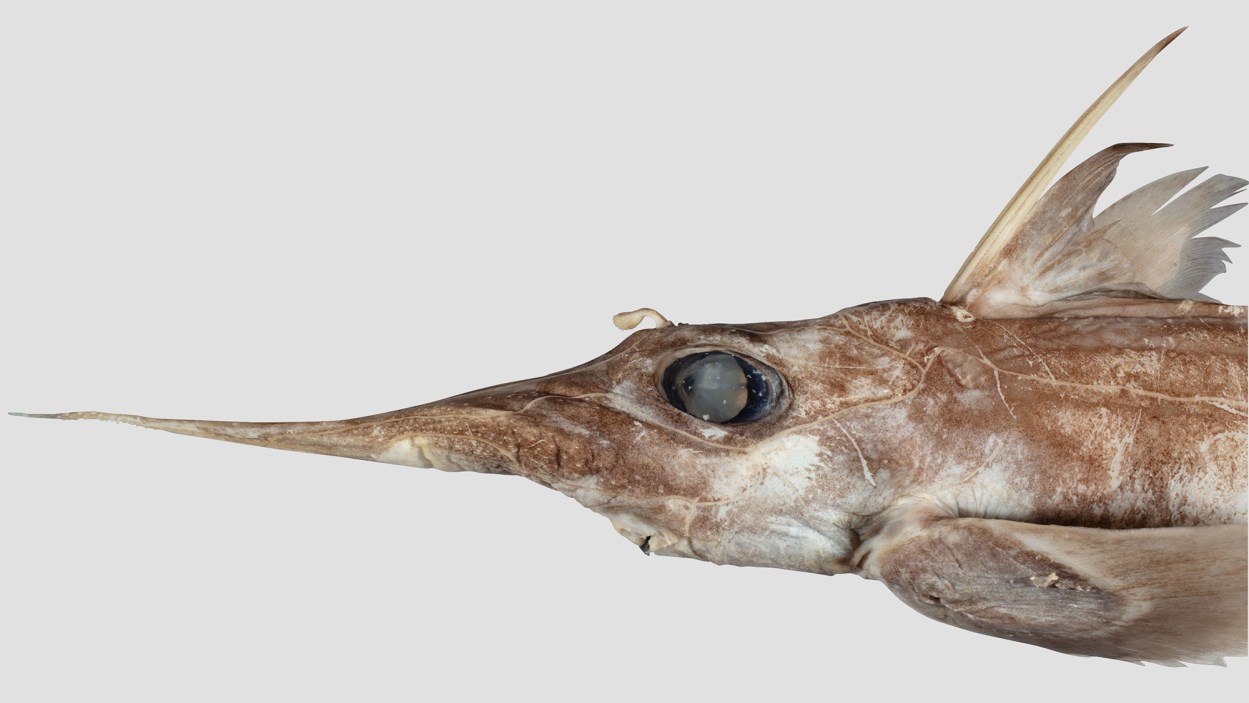 Boo! New species of ghost shark uncovered in New Zealand | Popular Science