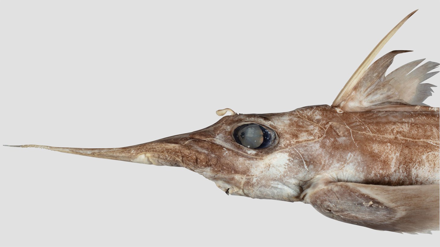 Boo! New species of ghost shark uncovered in New Zealand | Popular Science