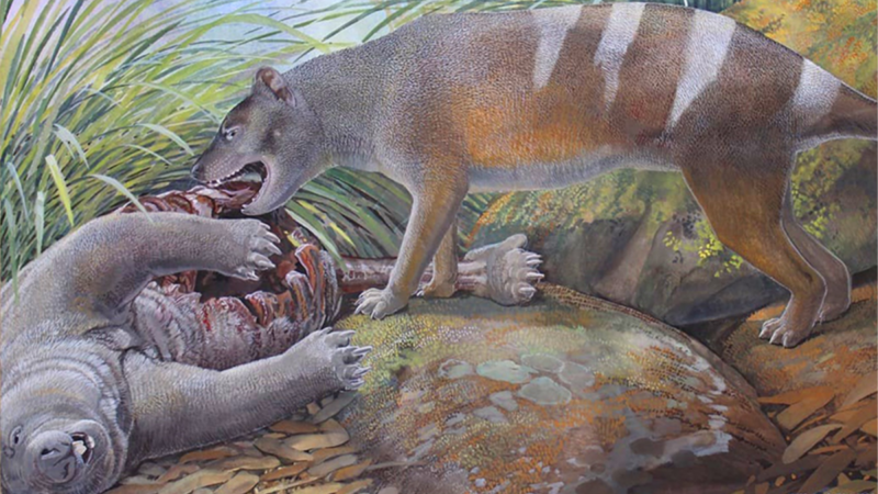 New bone-crushing Tasmanian tiger species dug up by paleontologists ...