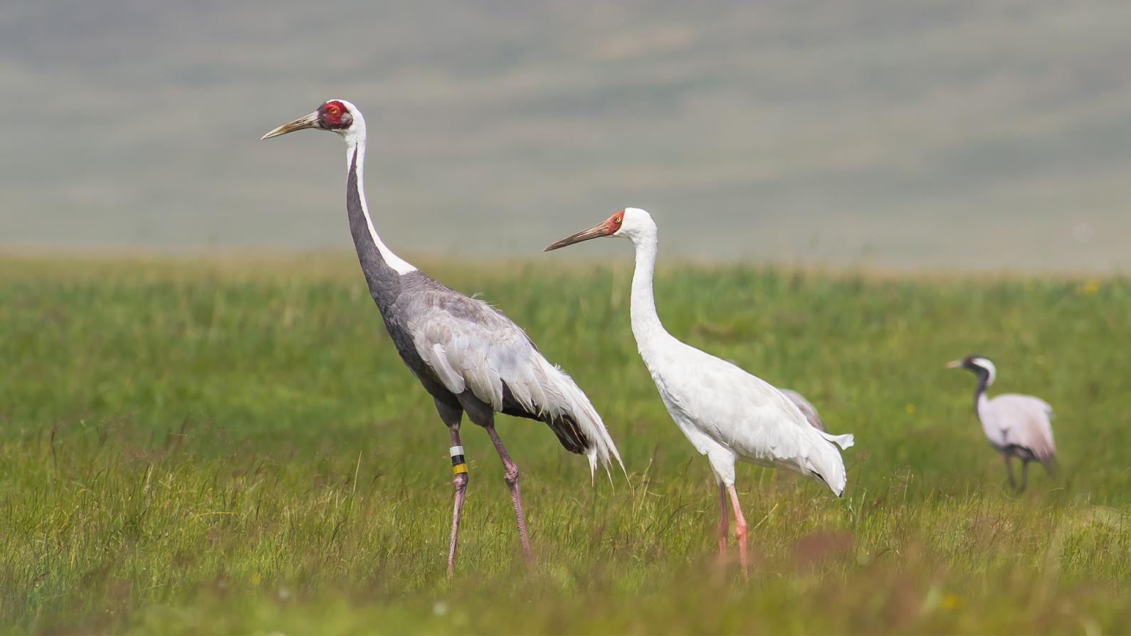 Cranes can migrate 4,000 miles, but that's not the hard part | Popular ...
