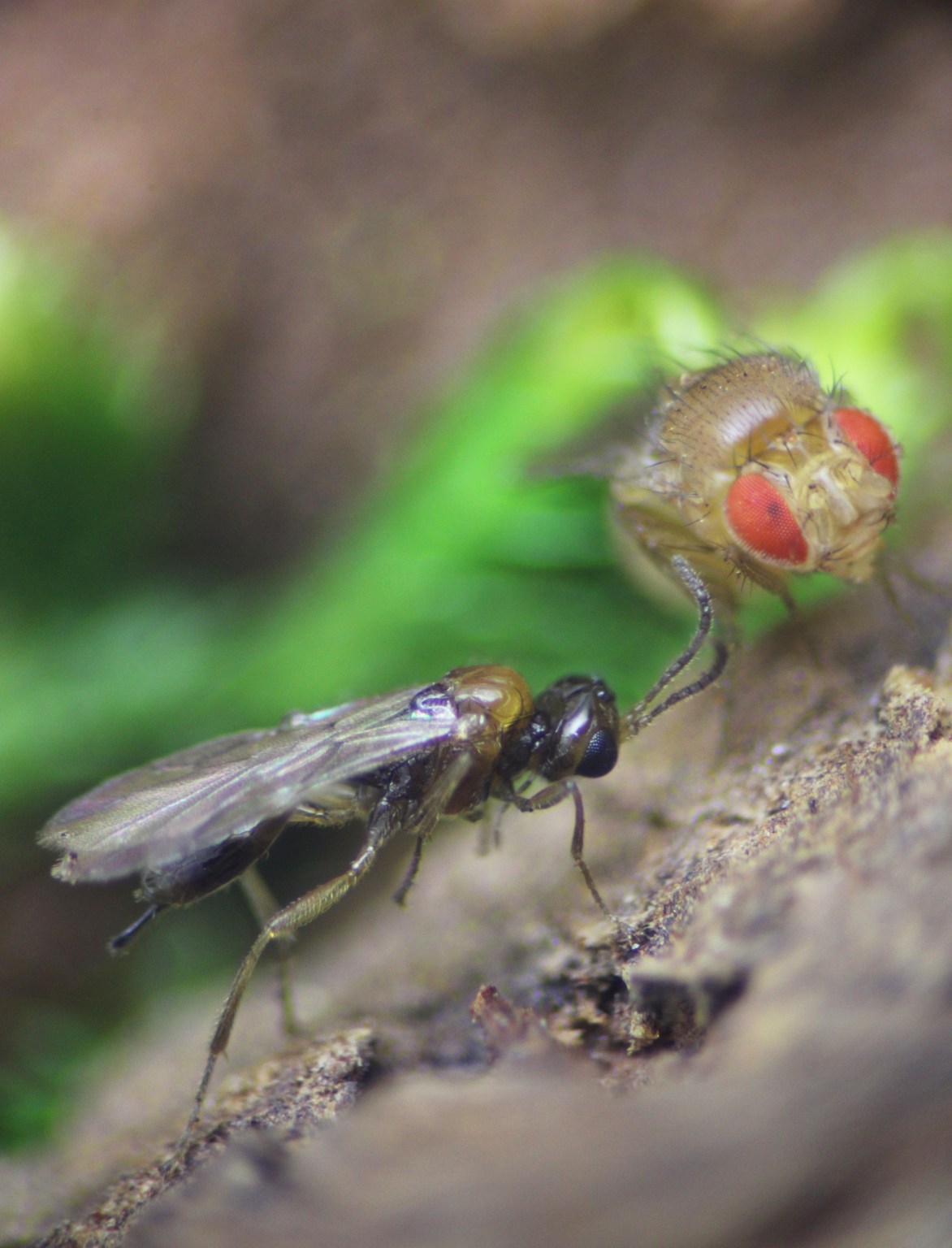 Gnarly wasp gruesomely rips apart fruit flies from the inside out with ...