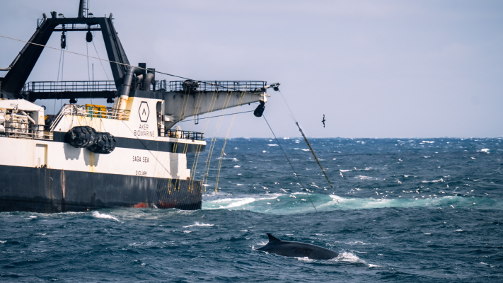 Whale pee moves vital nutrients thousands of miles | Popular Science