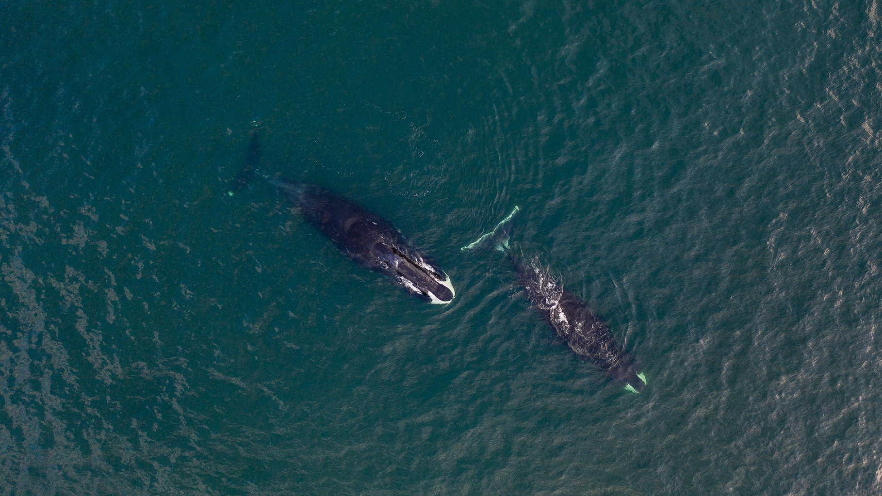 Whales may be communicating across vast distances | Popular Science