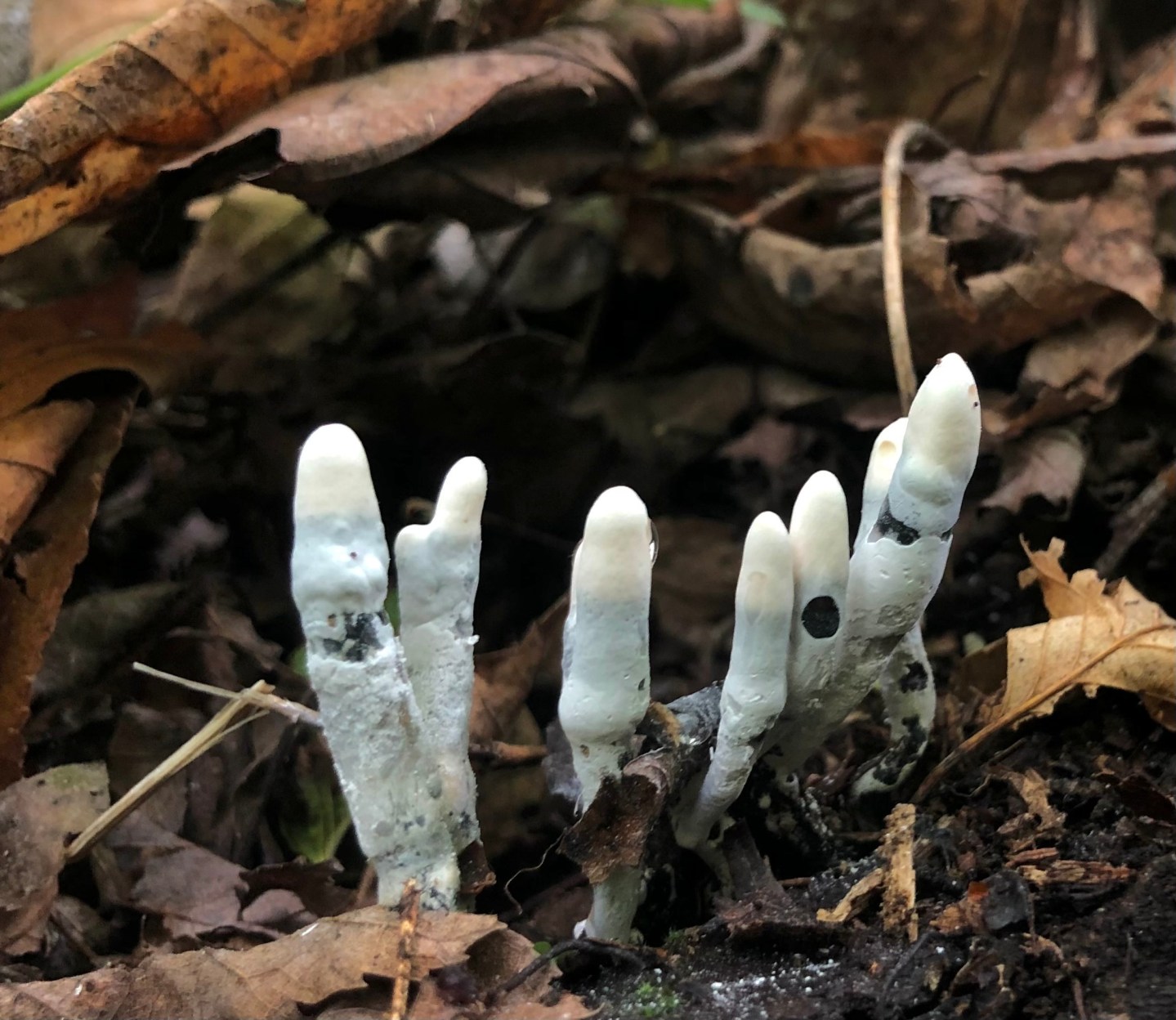 Is this the creepiest fungus in the forest? Yes, definitely. | Popular ...