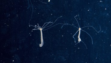 Are any animals truly 'immortal'? These creatures defy biological time ...