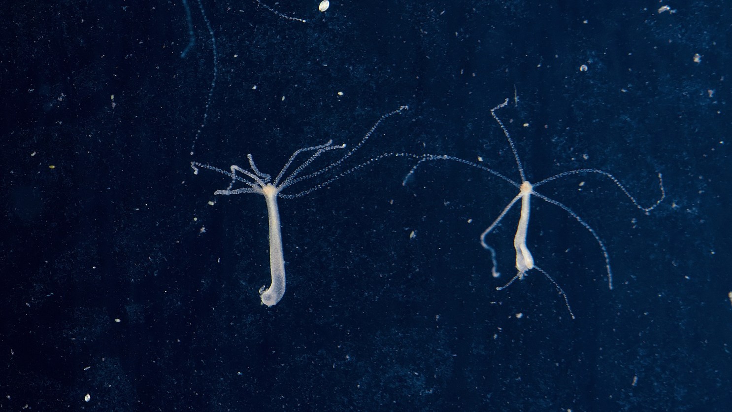Are any animals truly 'immortal'? These creatures defy biological time ...