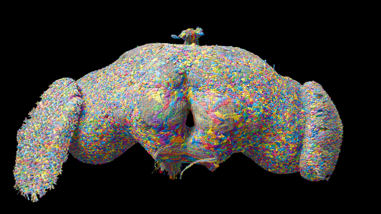 Scientists mapped every neuron of an adult animal's brain for the first ...