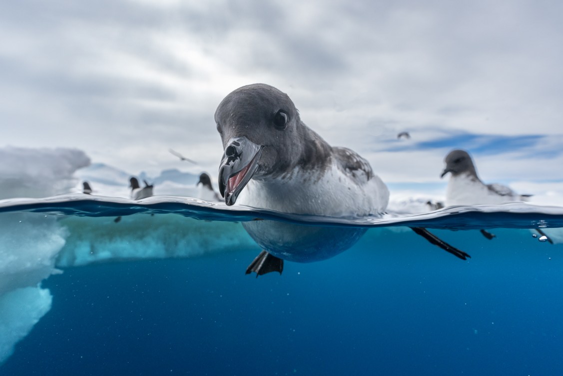 14 soaring and stunning images from 2024 Bird Photographer of the Year ...