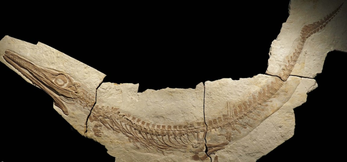 Why don't we have deep sea crocodiles? | Popular Science