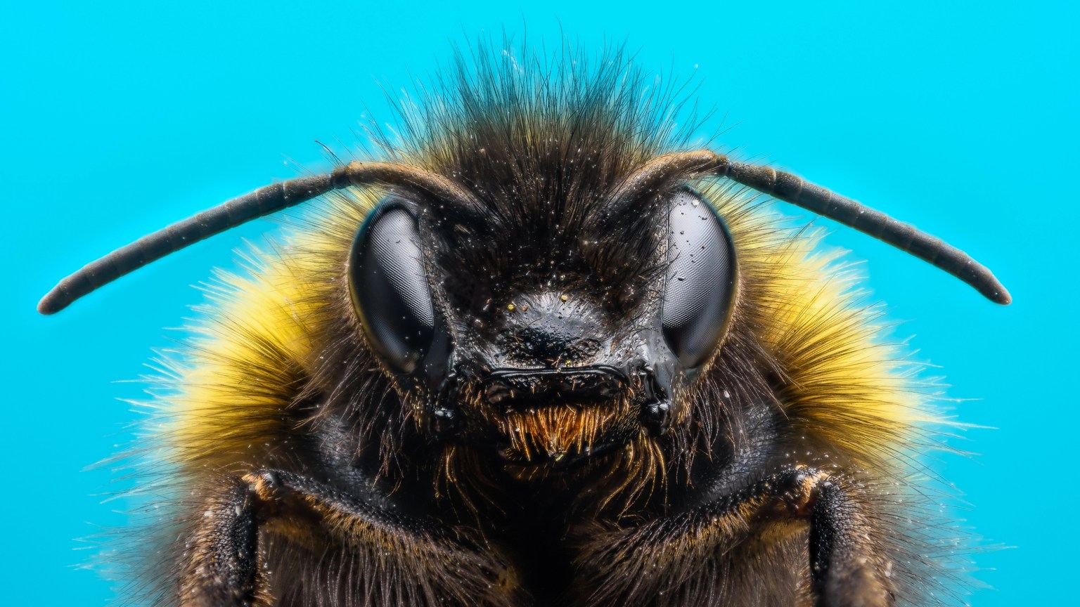 Stressed bees are pessimistic pollinators | Popular Science