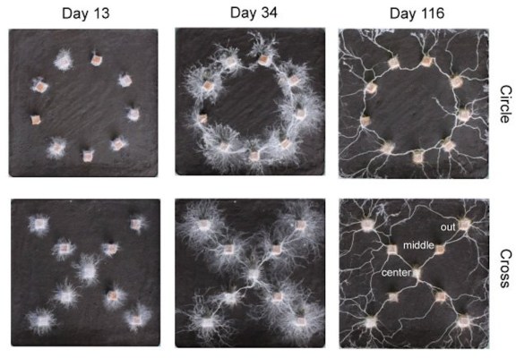 A simple experiment revealed the complex ‘thoughts’ of fungi | Popular ...