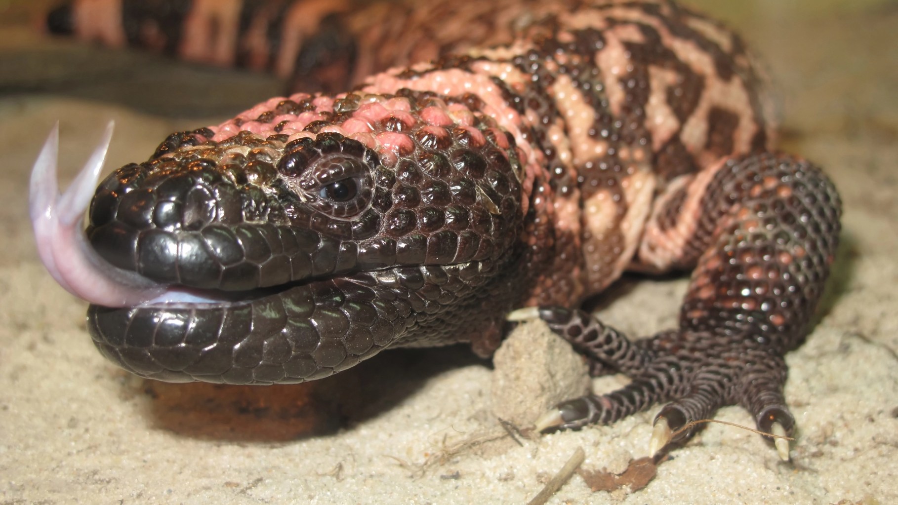 Gila monster spit inspired a new way to detect rare pancreatic tumors ...