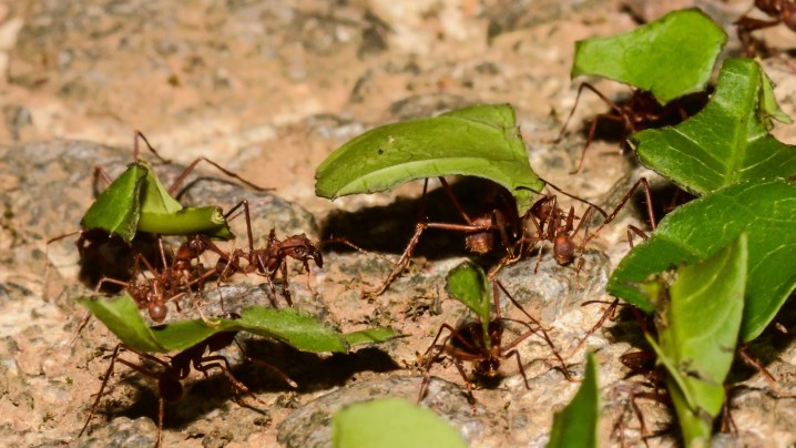 Vicious invasive ants form gigantic supercolonies | Popular Science
