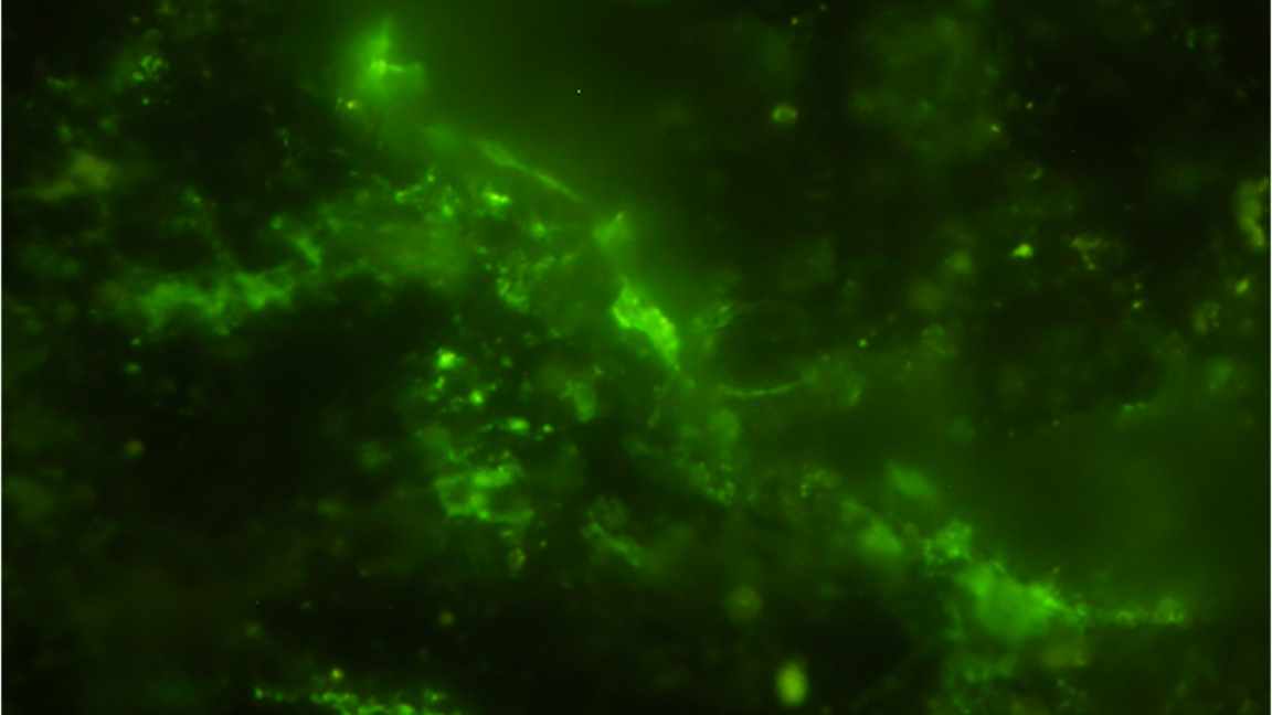 Oldest living microbes found in 2-billion-year-old rock | Popular Science