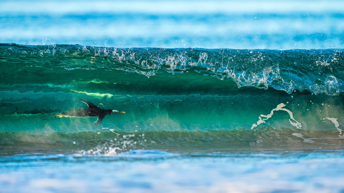 14 soaring and stunning images from 2024 Bird Photographer of the Year ...