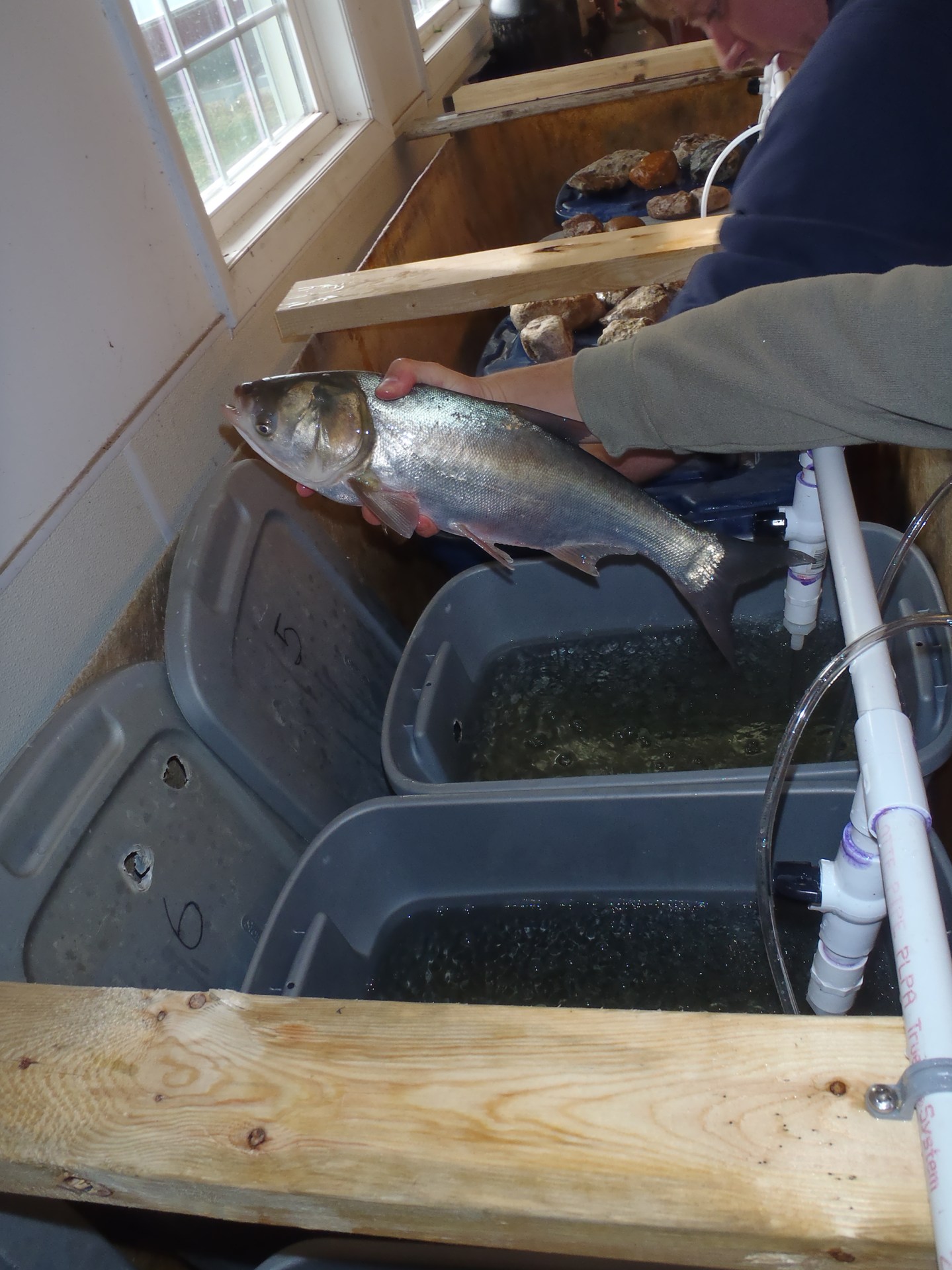 Chicago’s dirty water may be keeping invasive species at bay | Popular ...