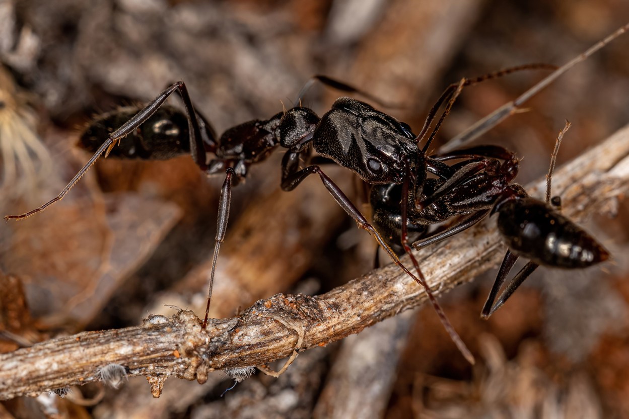 How animals react to death: From vigils to cannibalism | Popular Science