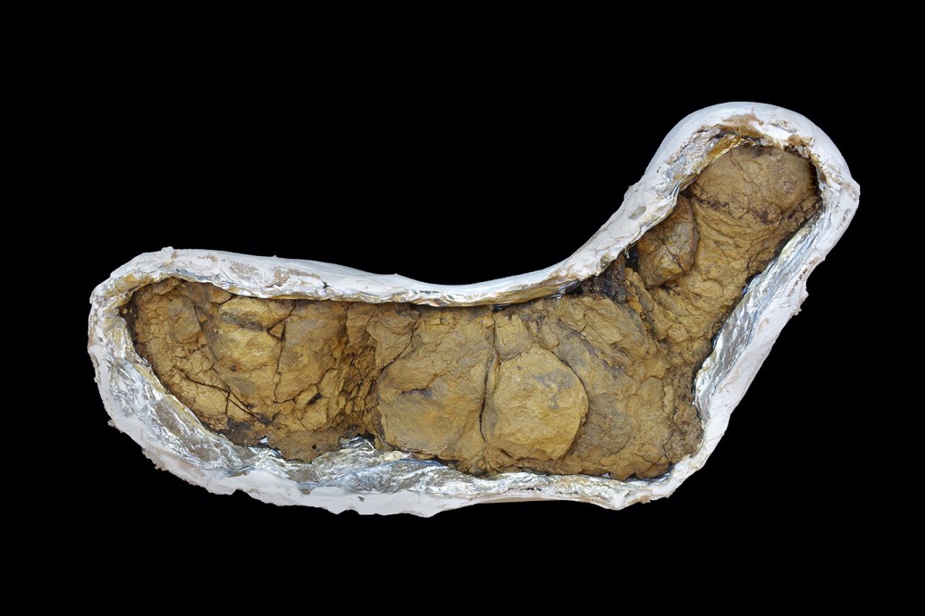 The Poozeum: Fossilized bug farts, T. rex poop, and more ancient ...