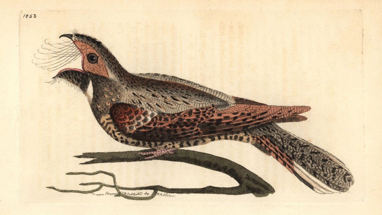 What happened to this iconic bird of American horror? | Popular Science