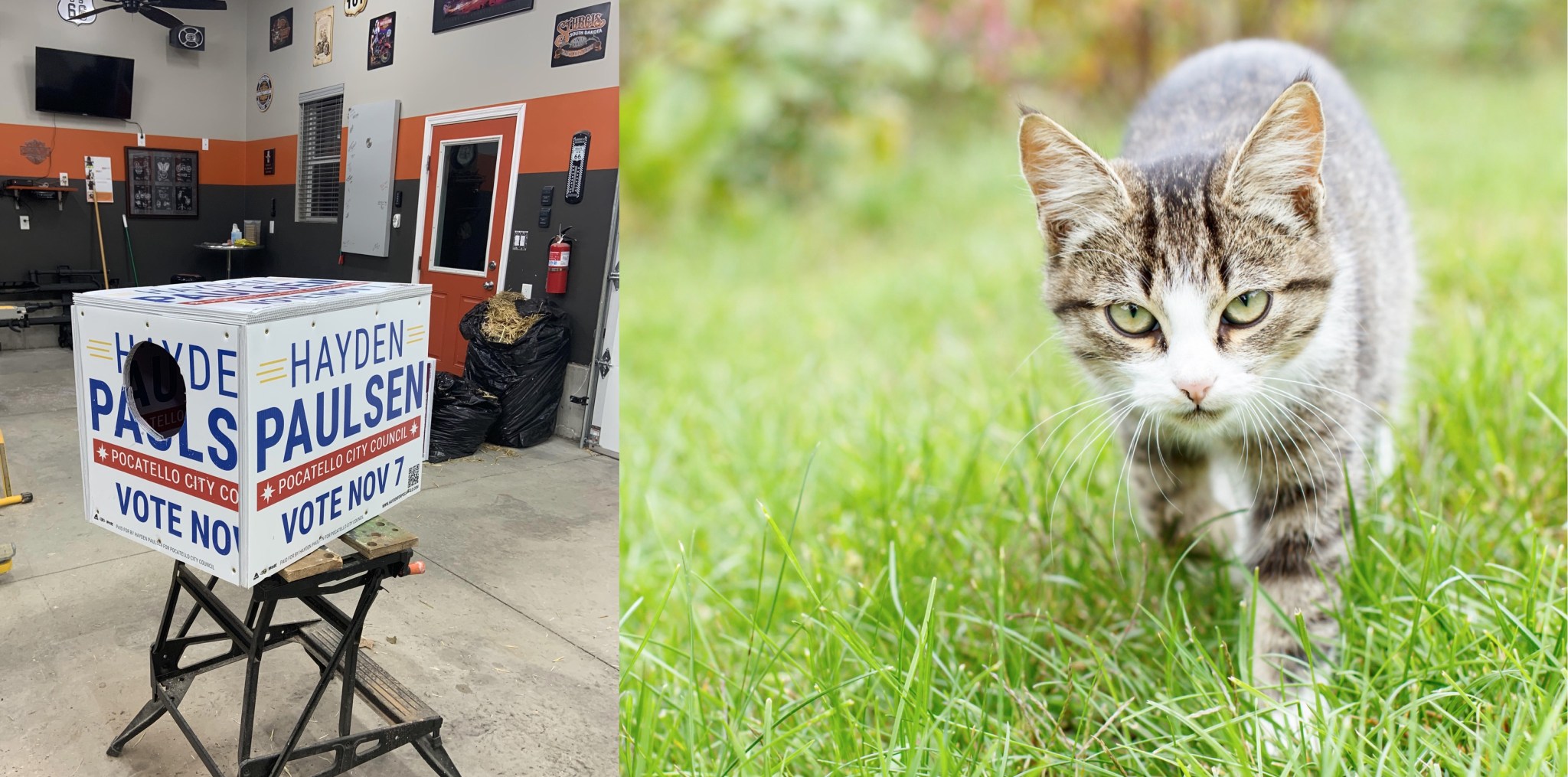 How to upcycle campaign signs into cat shelters | Popular Science
