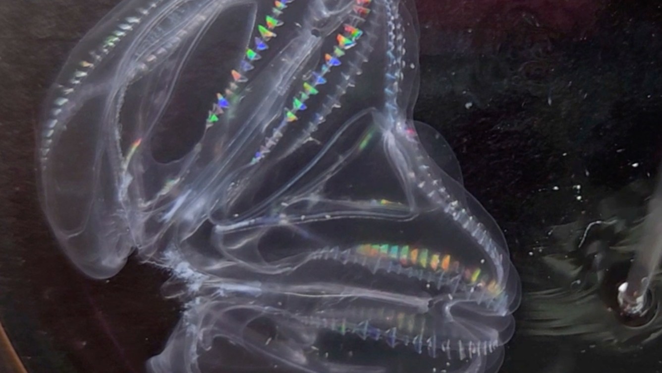Two comb jellies can fuse together into one–and keep both butts ...