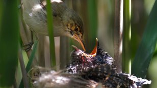 Are you my baby? The clever ways that brood parasites trick other birds ...