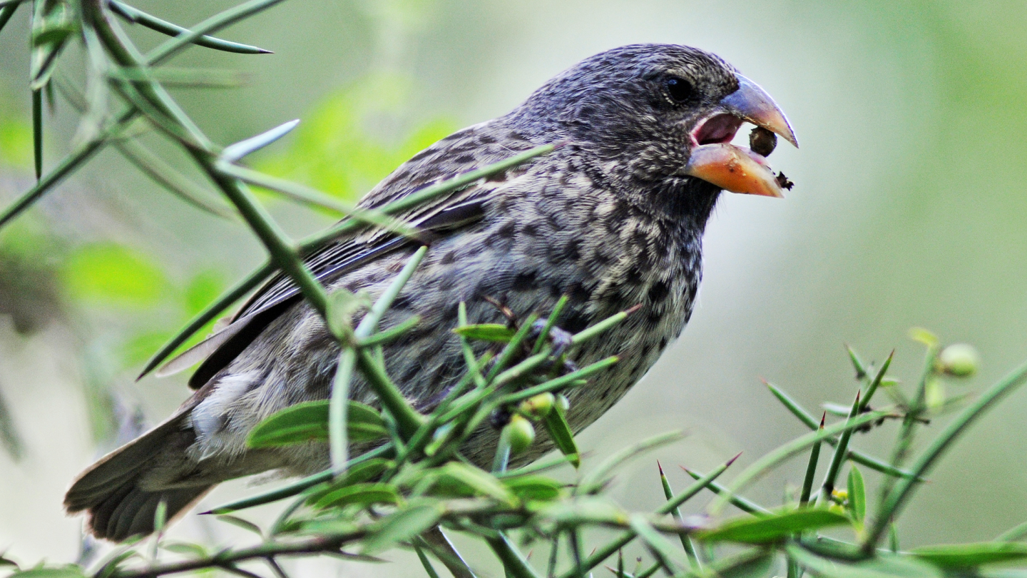 Scientists simulate calls of 'future finches' | Popular Science