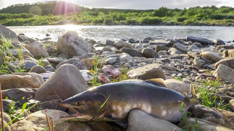 Where the rivers run pink | Popular Science