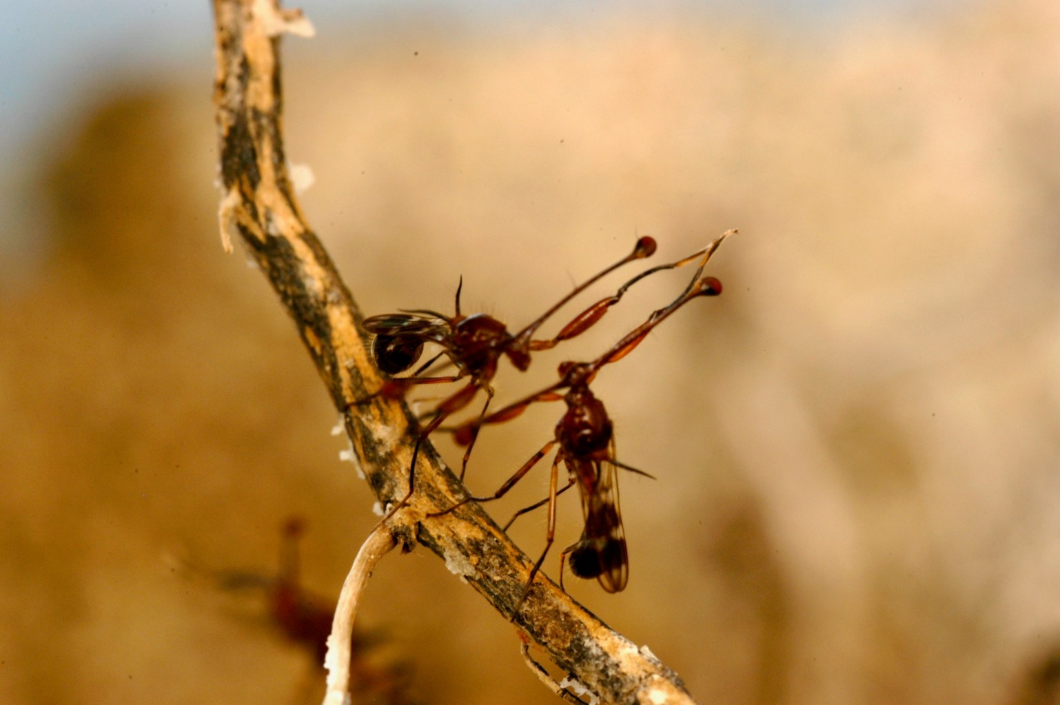 Flies with shorter eye-stalks act aggressively because females are less ...