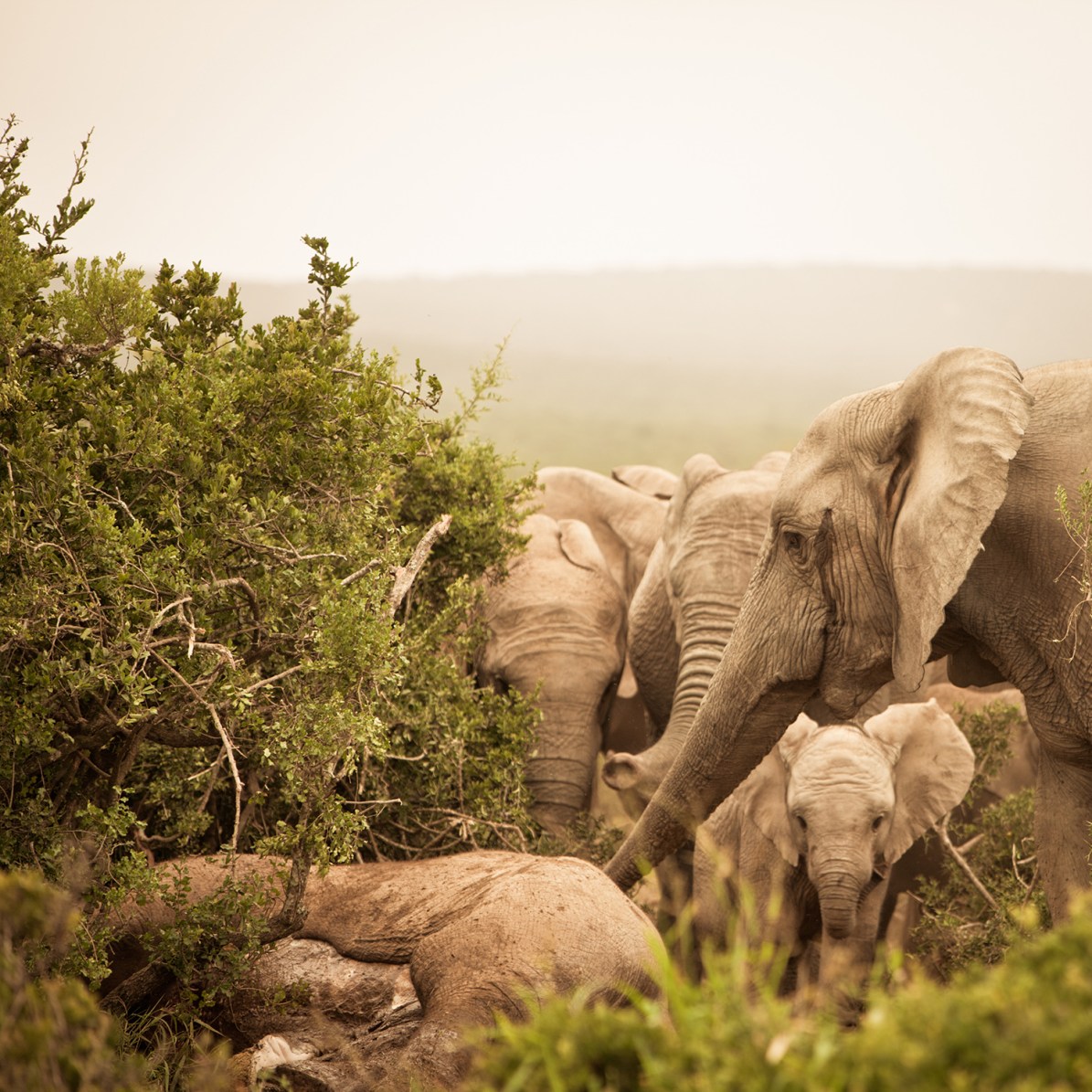 How animals react to death: From vigils to cannibalism | Popular Science