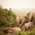 How animals react to death: From vigils to cannibalism | Popular Science
