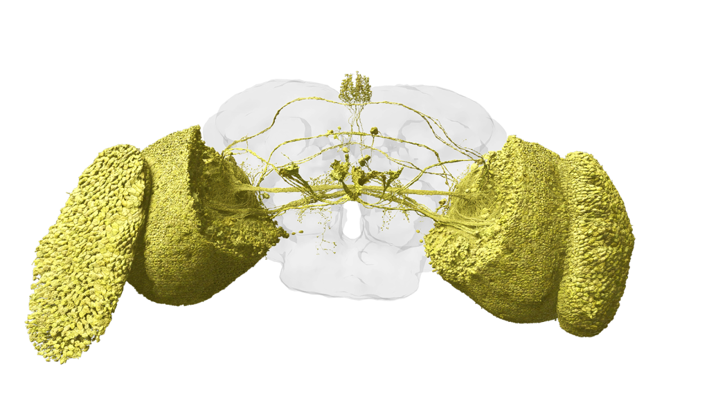 Scientists mapped every neuron of an adult animal's brain for the first ...