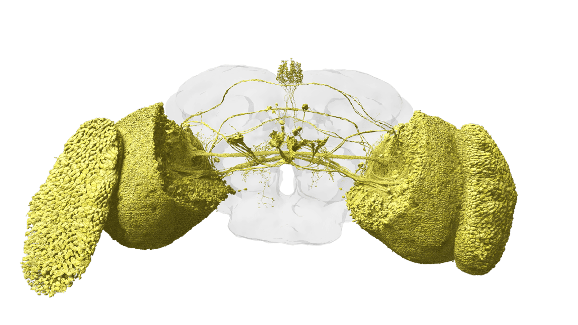 Scientists mapped every neuron of an adult animal's brain for the first ...