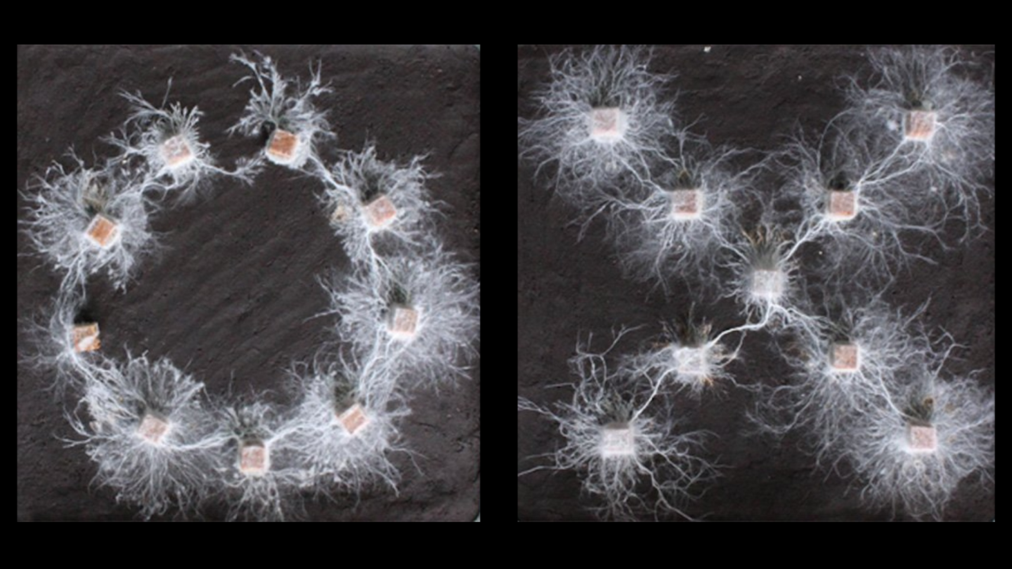 A simple experiment revealed the complex ‘thoughts’ of fungi | Popular ...