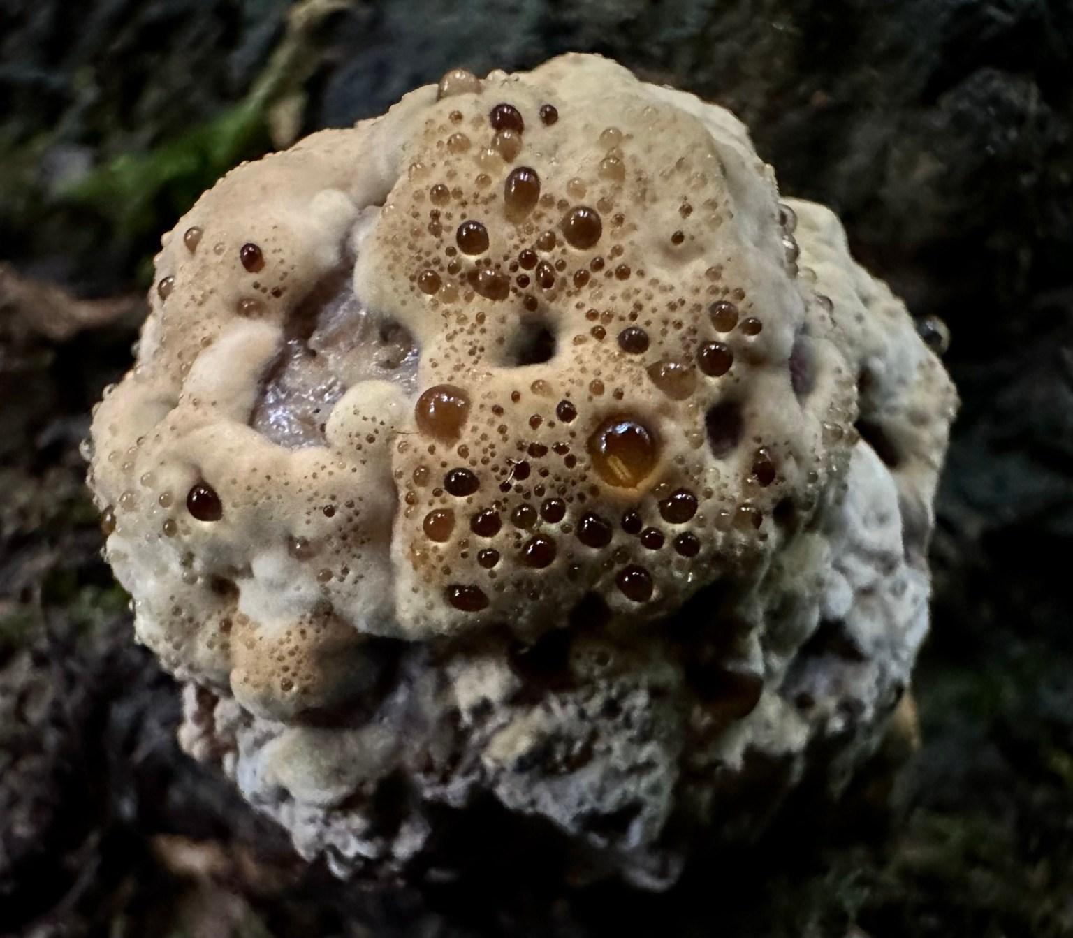 That’s not blood, it’s a fungus oozing excess juice | Popular Science