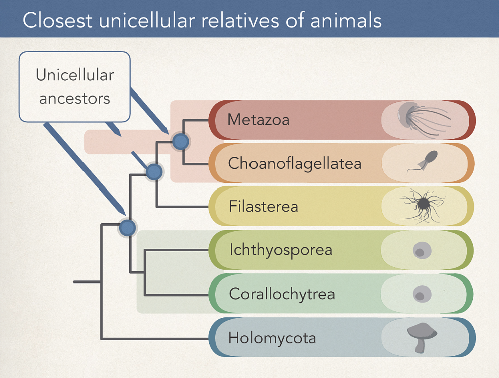We are family: Tracing the evolution of animals | Popular Science