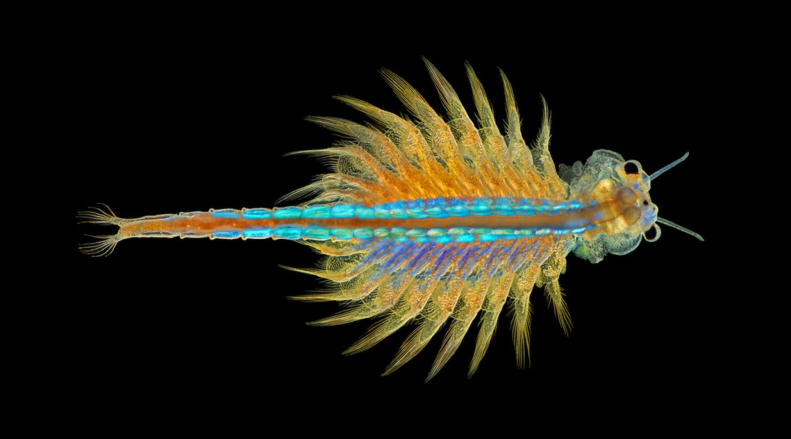 Invisible to the naked eye: 15 gorgeous images captured under a ...
