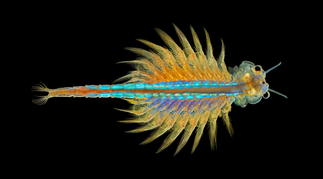 Invisible to the naked eye: 15 gorgeous images captured under a ...