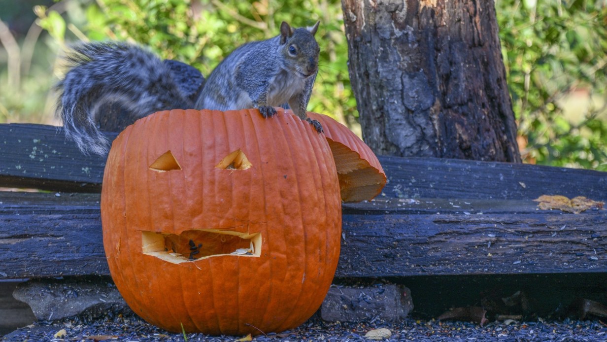 How to squirrel-proof your pumpkins | Popular Science