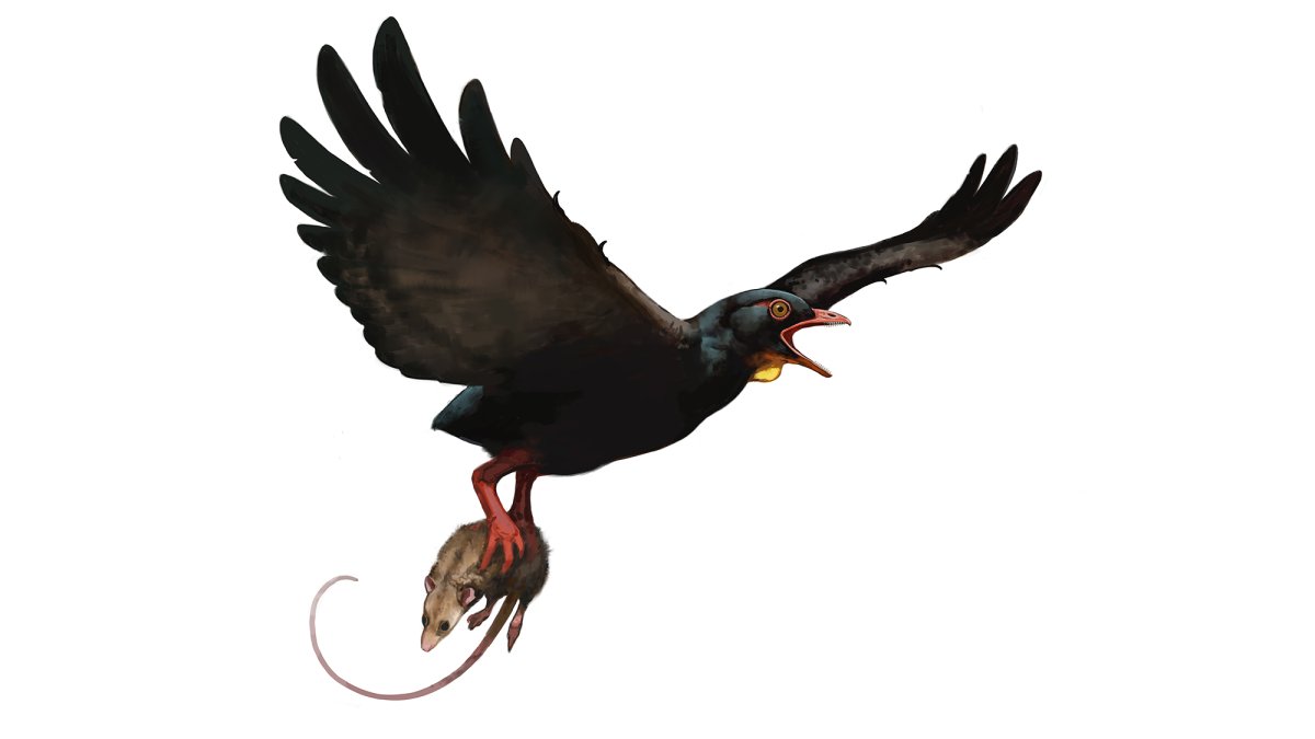 With fearsome feet, hawk-sized Cretaceous birds could scoop up baby ...