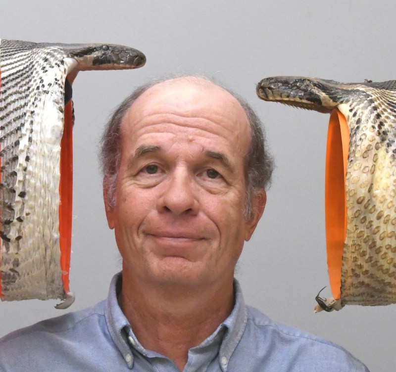 Burmese pythons stretch their mouths even wider than we thought ...