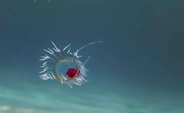 Are any animals truly 'immortal'? These creatures defy biological time ...