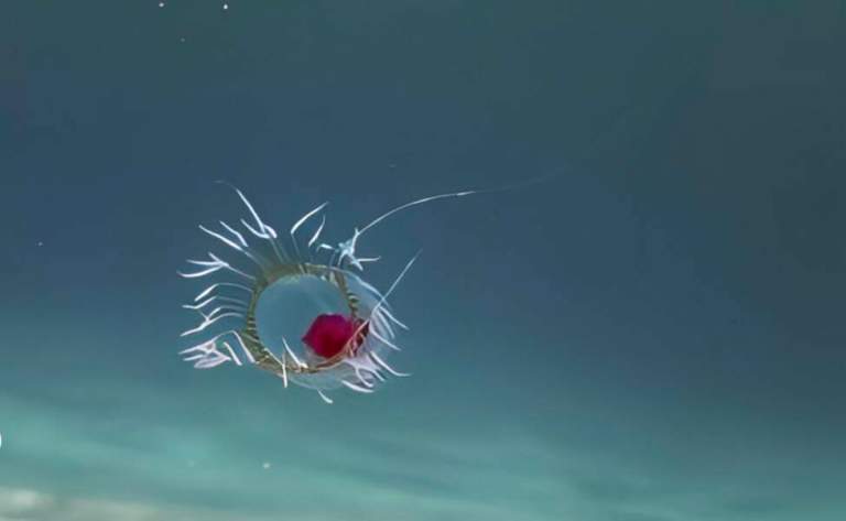 Are any animals truly 'immortal'? These creatures defy biological time ...