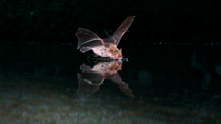 How bats avoid crashing into one another | Popular Science